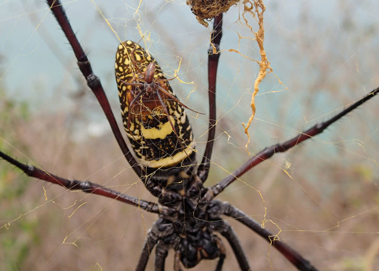 Photographies d'Invertébrés de France et du monde - Benoît Huck